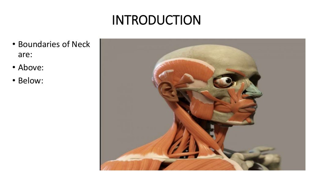 Anterior region of neck.pptx