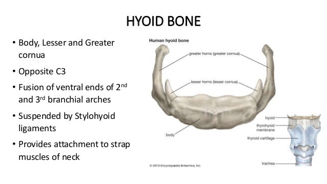 Anterior region of neck.pptx