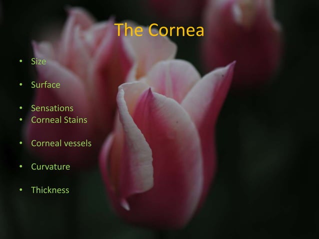 Anterior segment examination | PPTX