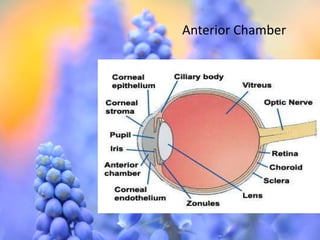 Anterior segment examination | PPTX