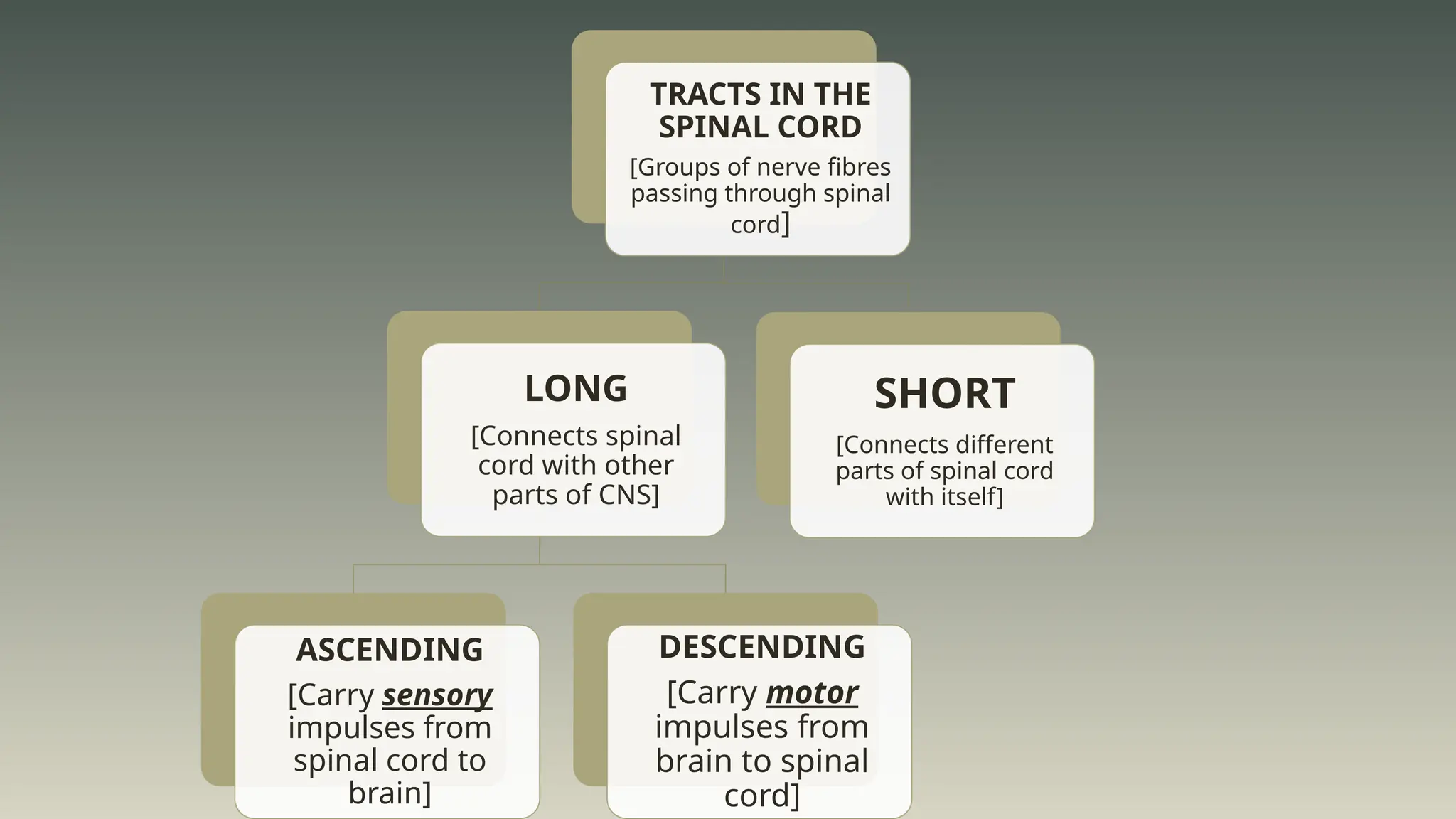 ANTERIOR SPINOTHALAMIC TRACT physiology (1).pptx