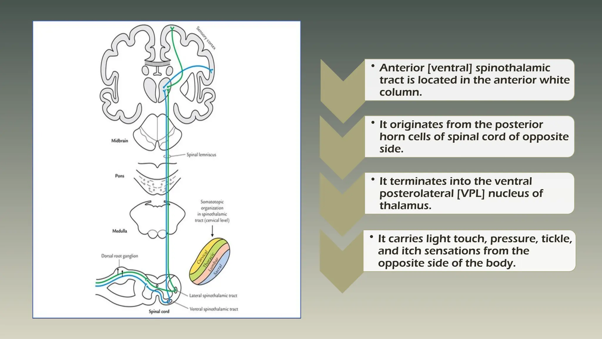 ANTERIOR SPINOTHALAMIC TRACT physiology (1).pptx