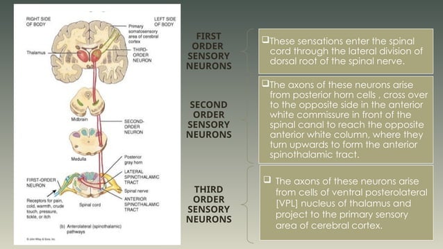 ANTERIOR SPINOTHALAMIC TRACT physiology (1).pptx