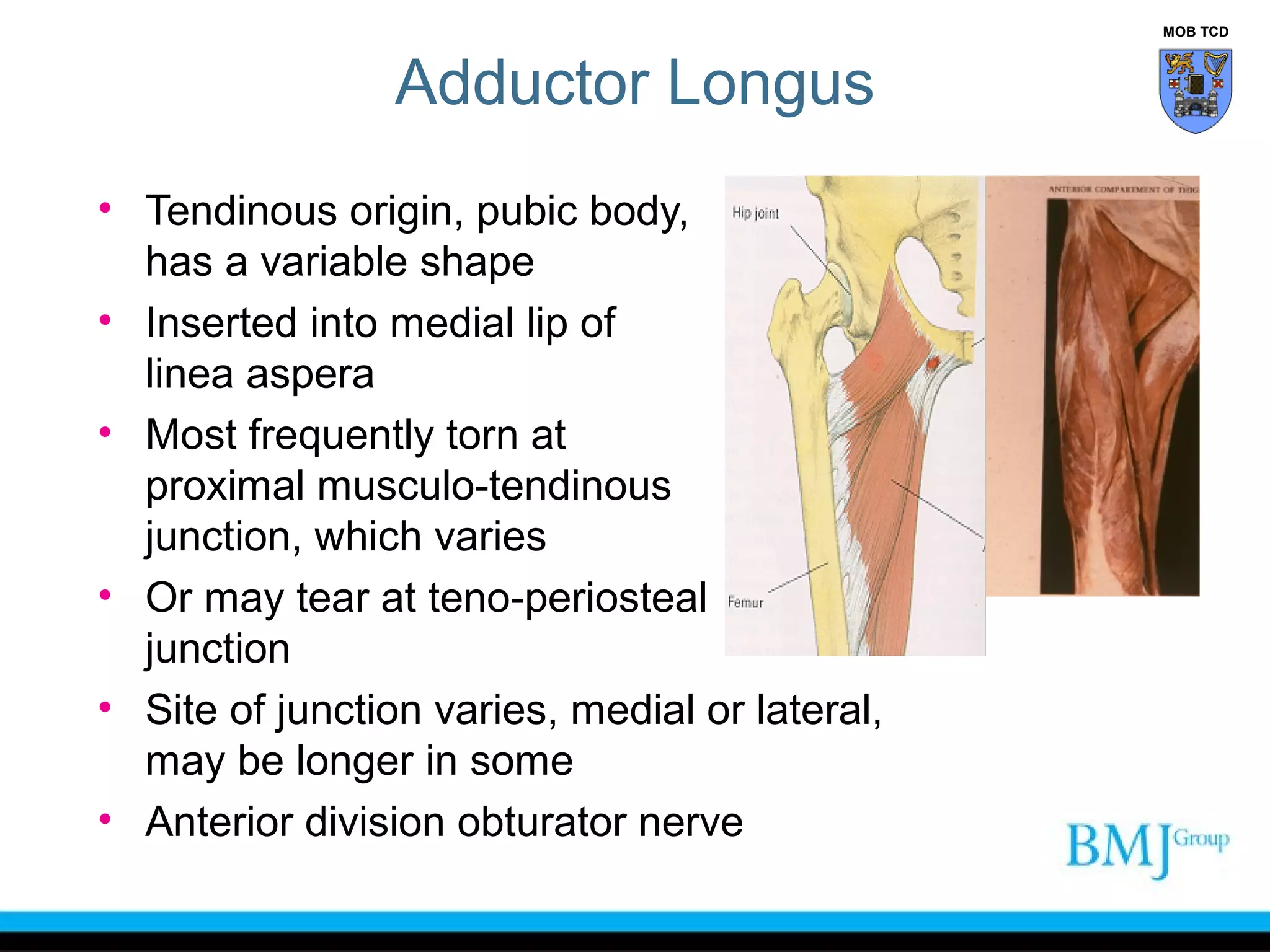 Anatomy of Anterior thigh | PPT