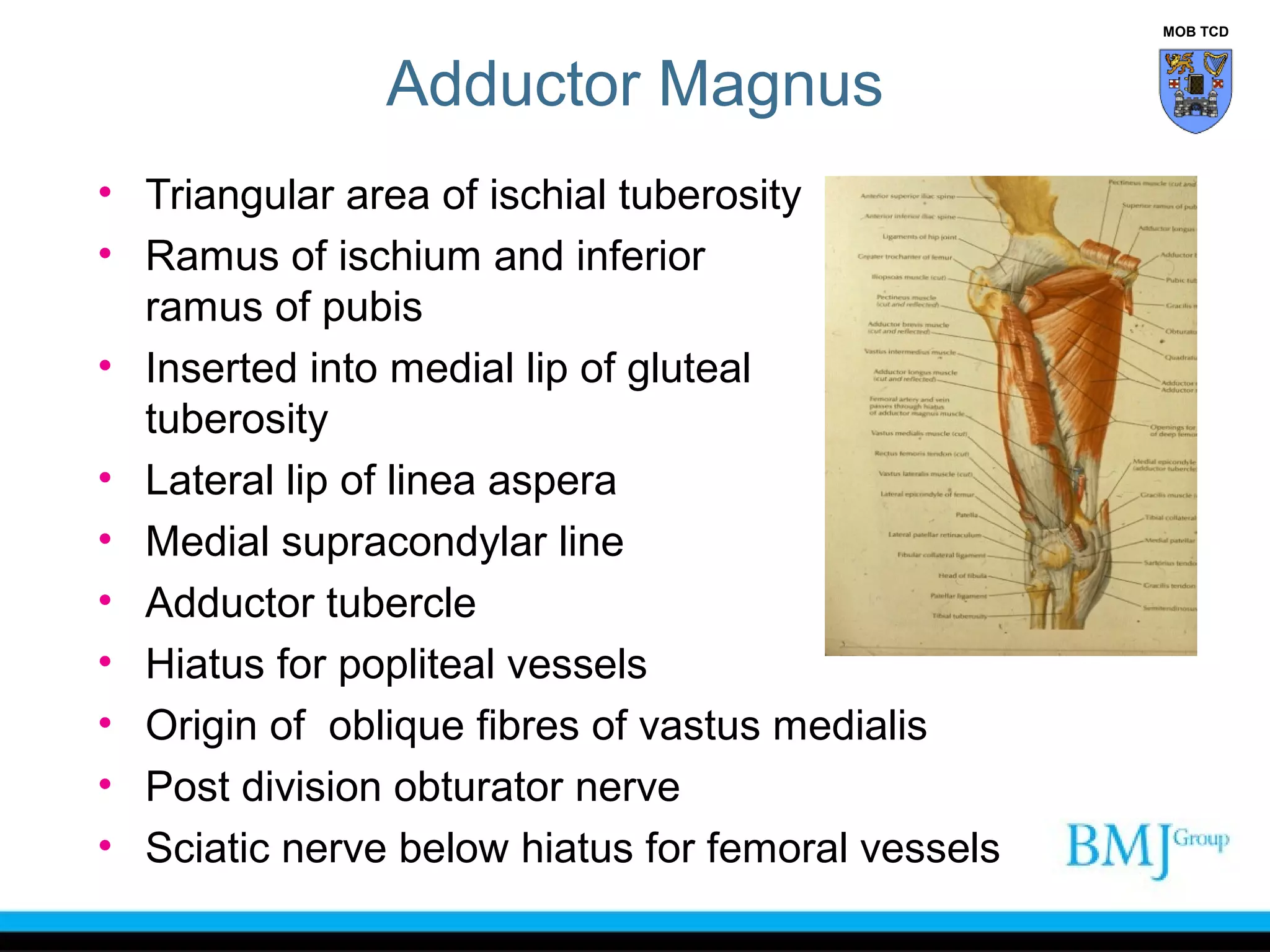 Anatomy of Anterior thigh | PPT