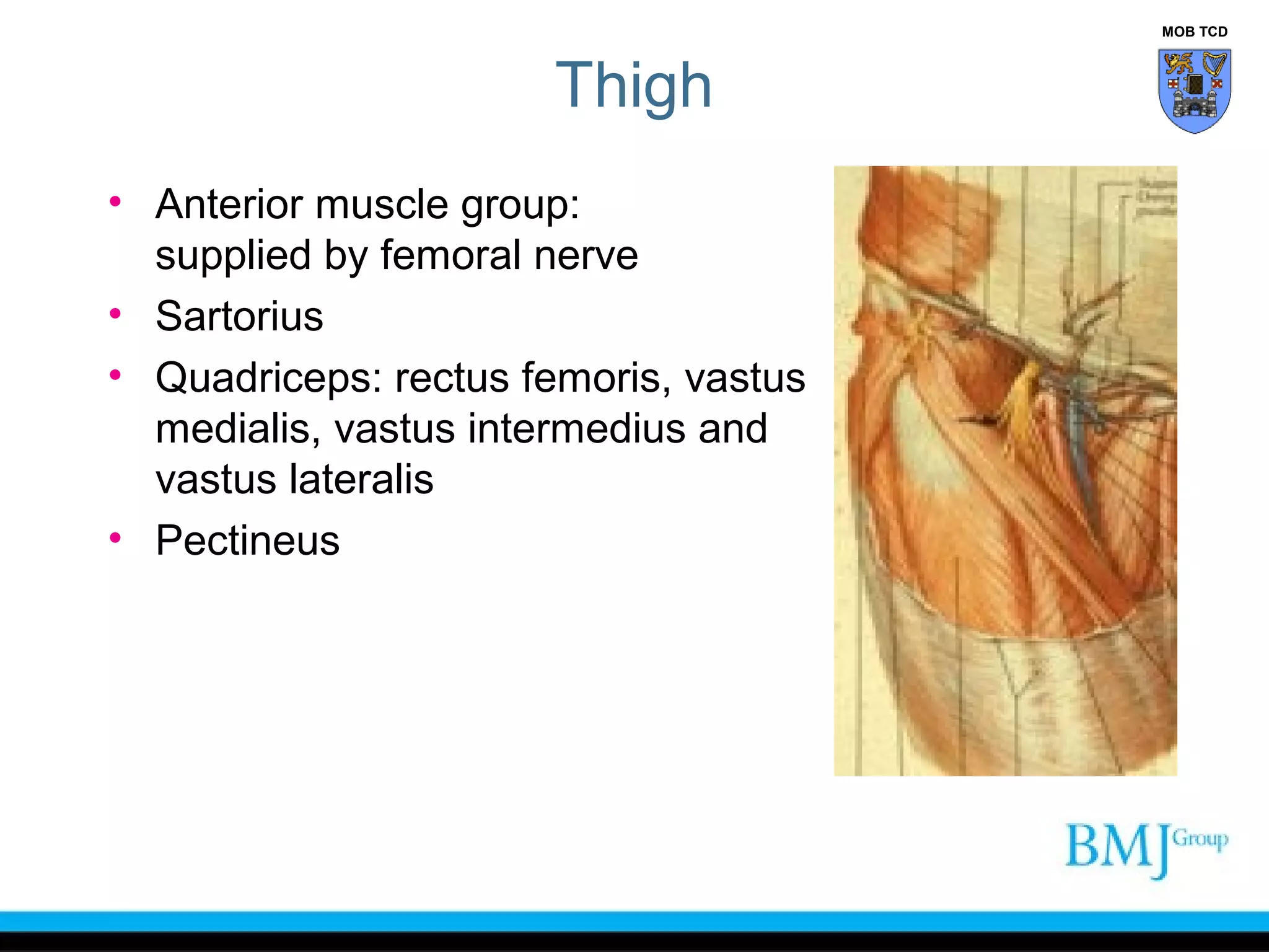 Anatomy of Anterior thigh | PPT