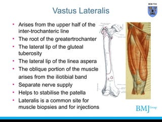 Anatomy of Anterior thigh | PPT