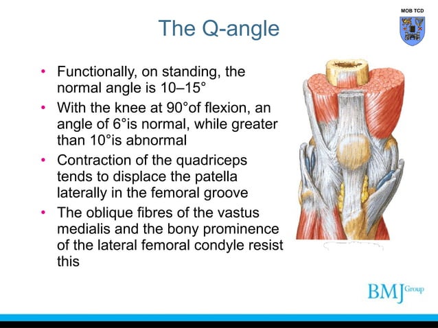 Anatomy of Anterior thigh | PPT