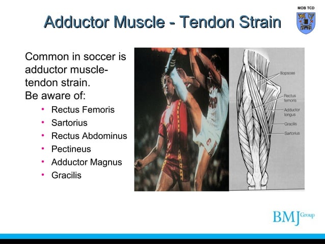 Anatomy of Anterior thigh | PPT