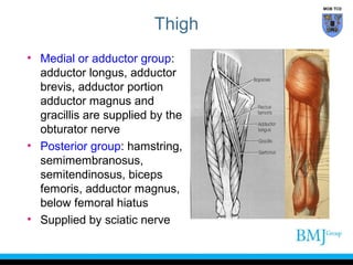 Anatomy of Anterior thigh | PPT