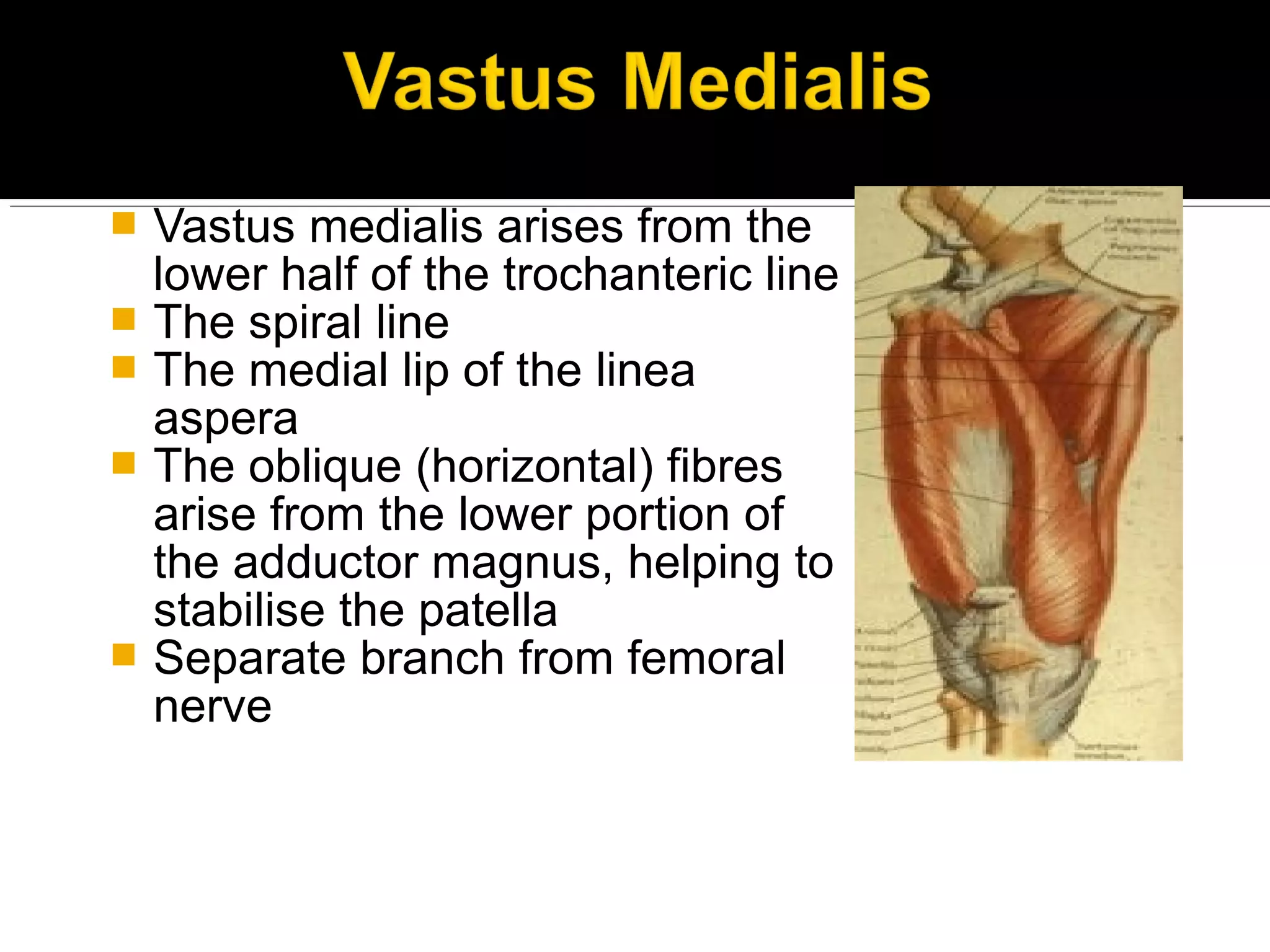 Anterior thigh by- dr. armaan singh | PPT