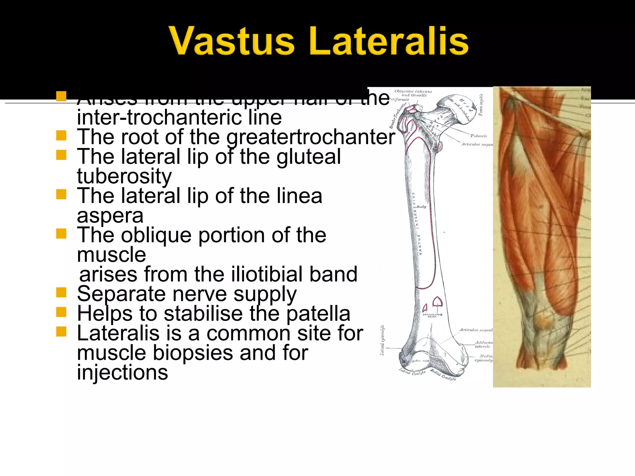 Anterior thigh by- dr. armaan singh | PPT