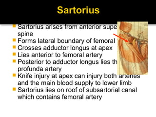 Anterior thigh by- dr. armaan singh | PPT