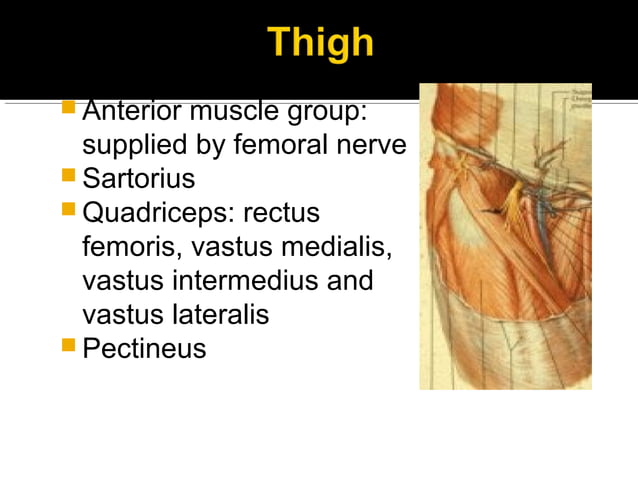 Anterior thigh by- dr. armaan singh | PPT