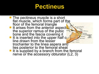 Anterior thigh by- dr. armaan singh | PPT