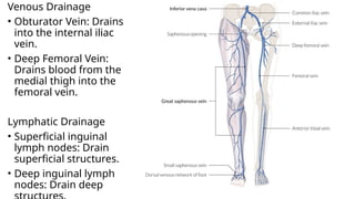 Comprehensive Anatomy and Clinical Insights of Anterior and Medial ...