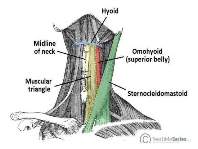 Anterior traingle of neck -1.pptx | Thyroid Disorders | Endocrine and ...