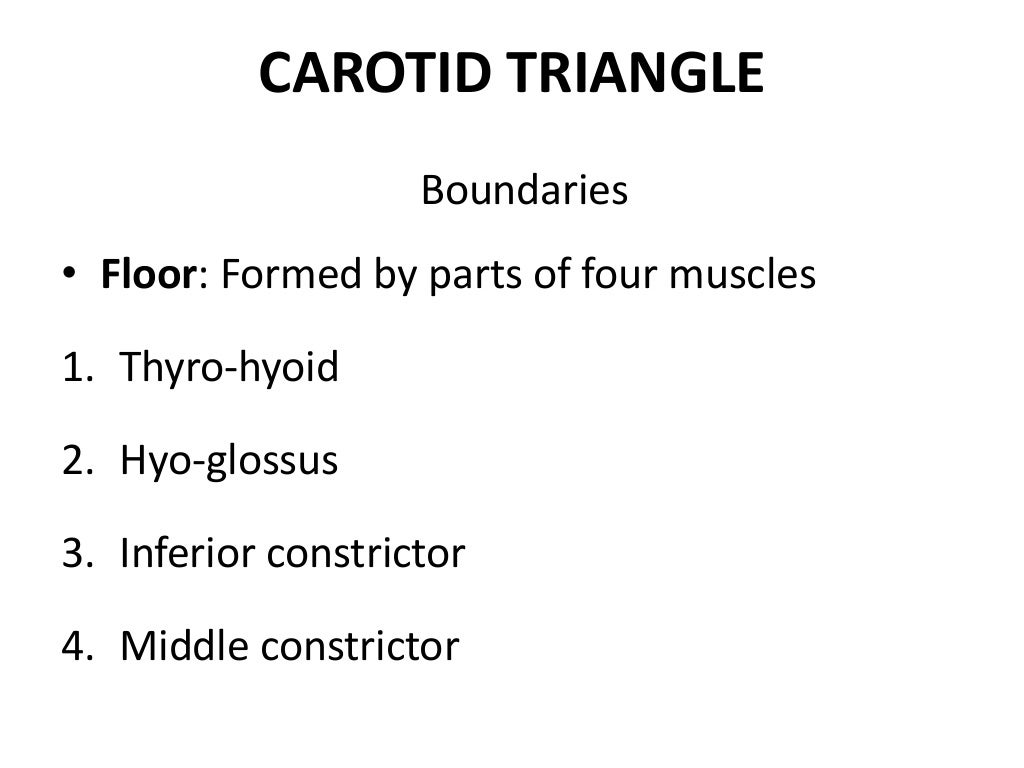 Anterior traingle of neck -1.pptx | Thyroid Disorders | Endocrine and ...
