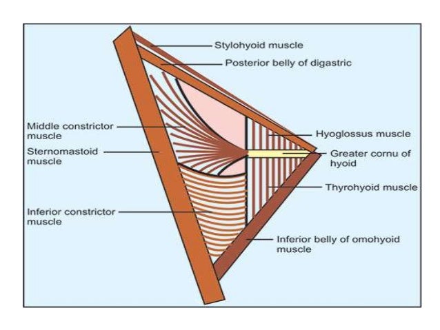 Anterior traingle of neck -1.pptx | Thyroid Disorders | Endocrine and ...