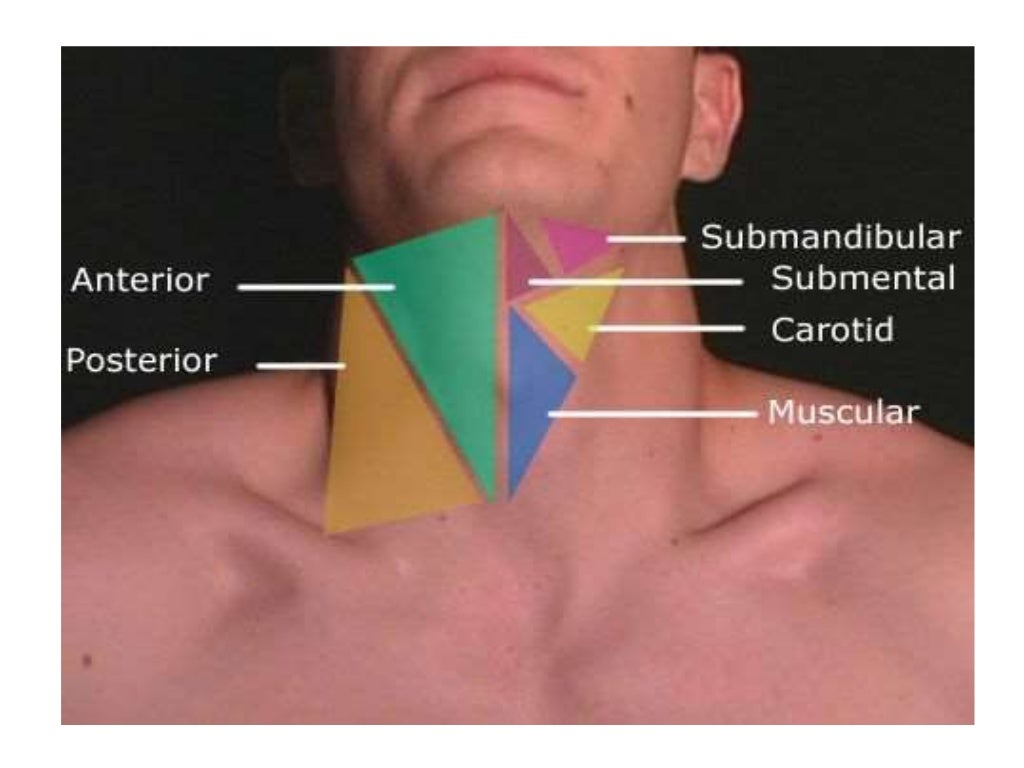 Anterior traingle of neck -1.pptx | Thyroid Disorders | Endocrine and ...