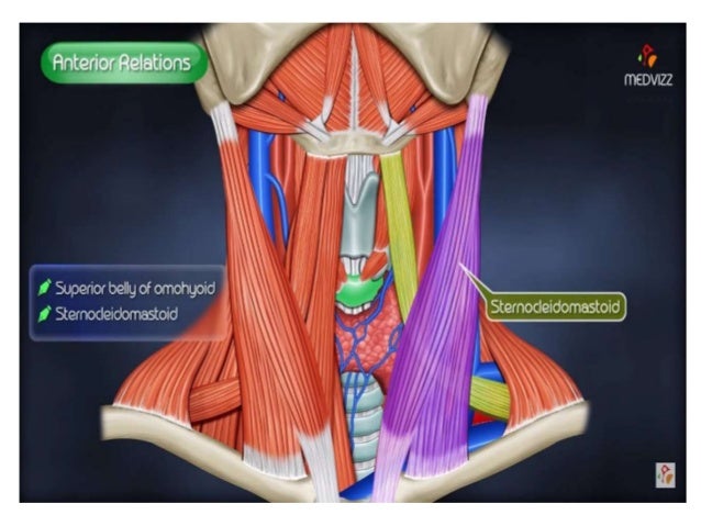 Anterior traingle of neck -1.pptx | Thyroid Disorders | Endocrine and ...