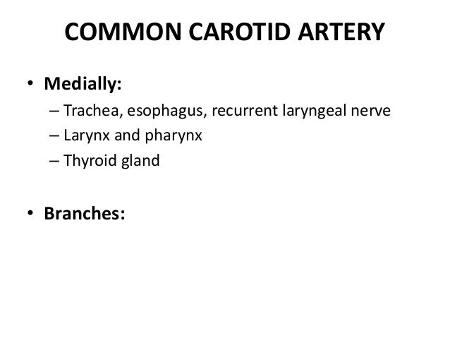 Anterior traingle of neck -1.pptx | Thyroid Disorders | Endocrine and ...