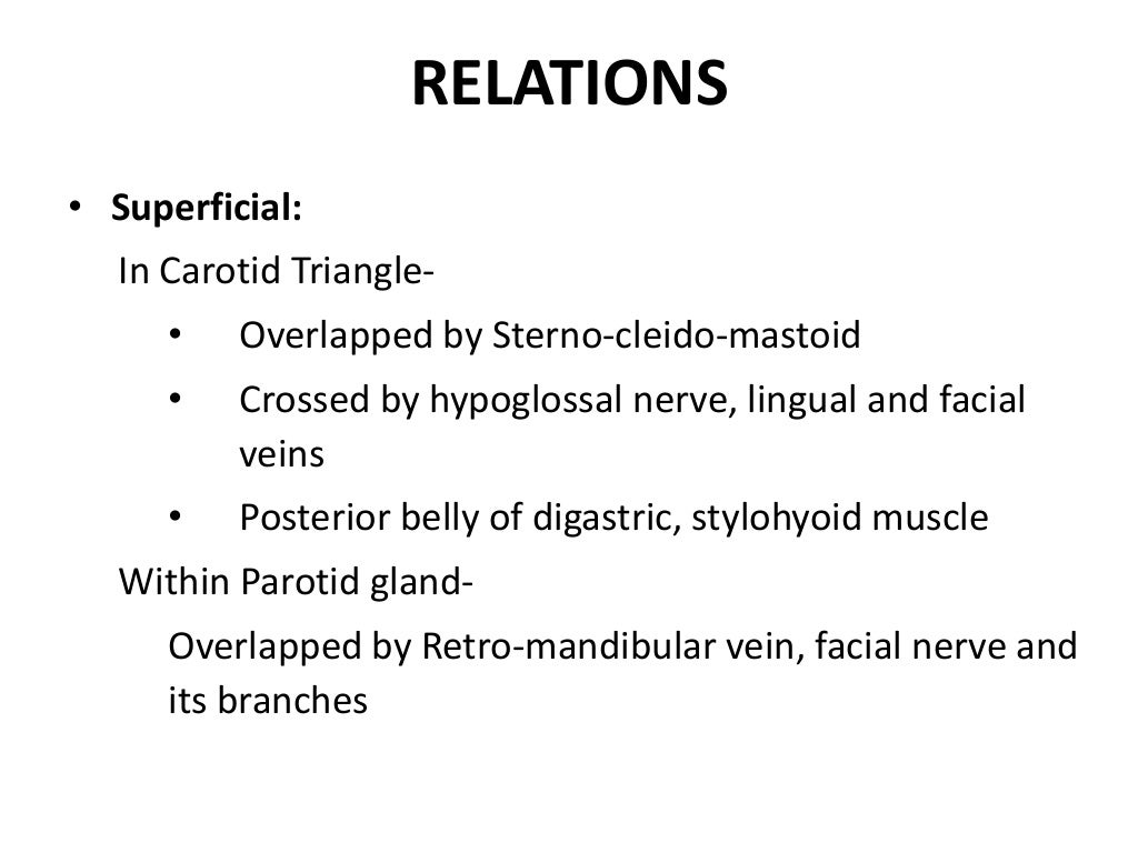 Anterior traingle of neck -1.pptx | Thyroid Disorders | Endocrine and ...