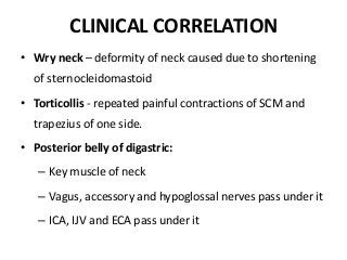 Anterior traingle of neck -2.pptx