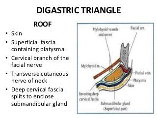 Anterior traingle of neck -2.pptx