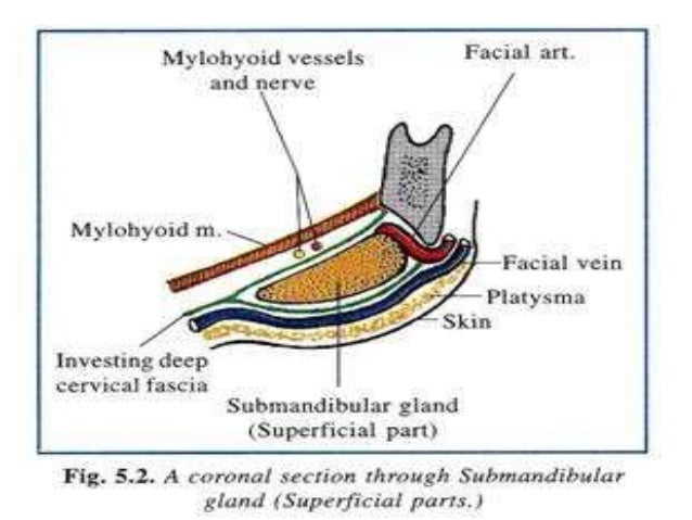 Anterior traingle of neck -2.pptx