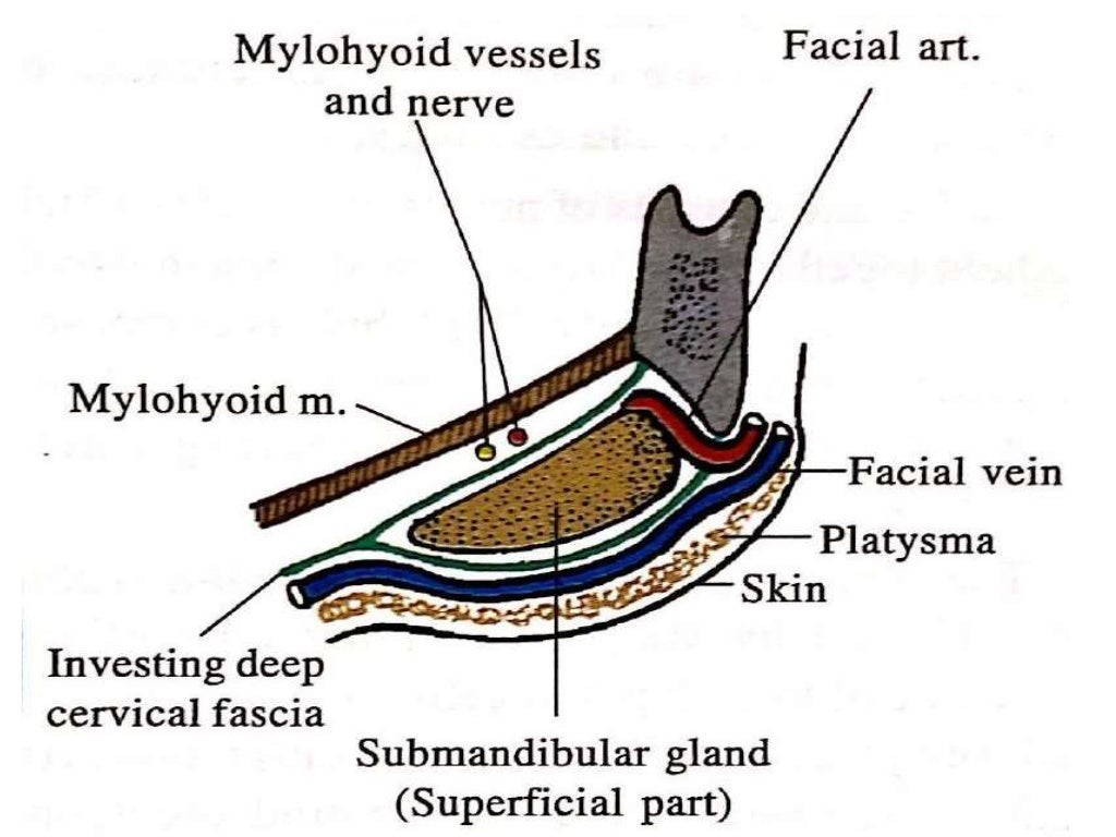 Anterior traingle of neck -2.pptx
