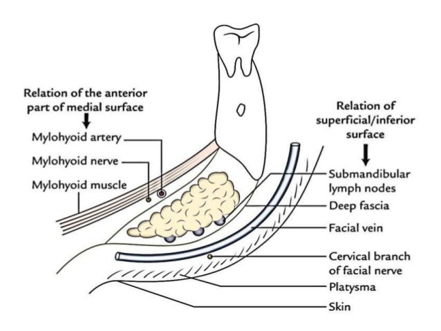 Anterior traingle of neck -2.pptx