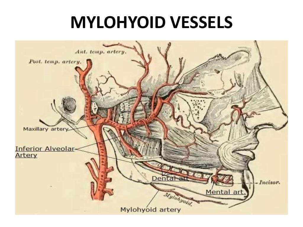 Anterior traingle of neck -2.pptx