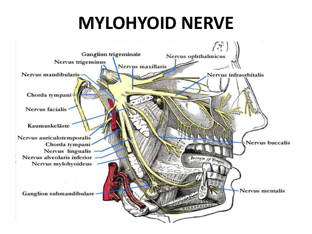 Anterior traingle of neck -2.pptx