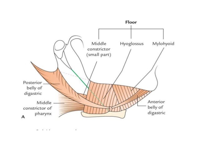 Anterior traingle of neck -2.pptx