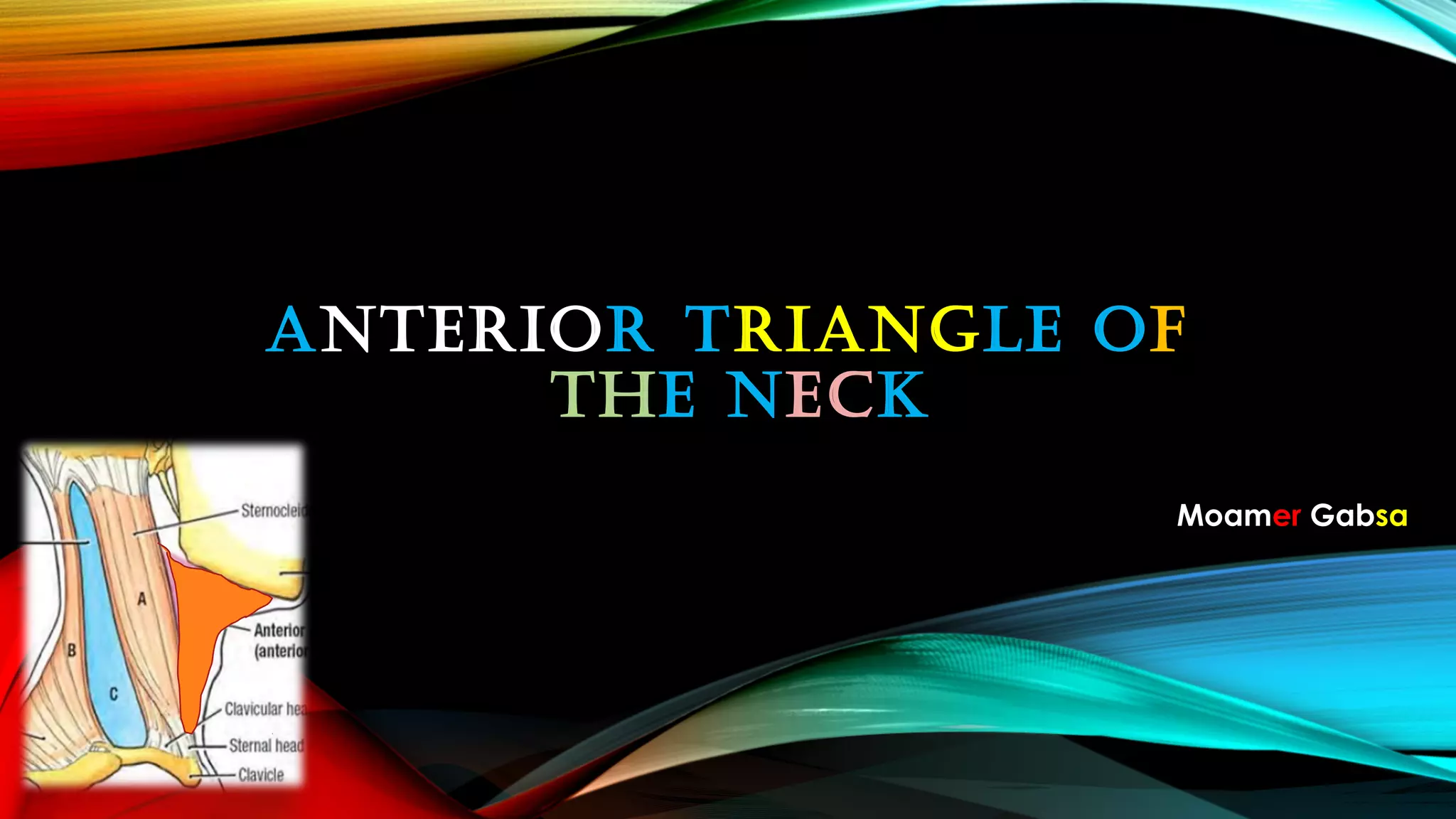 Anterior triangle of the neck | PPT