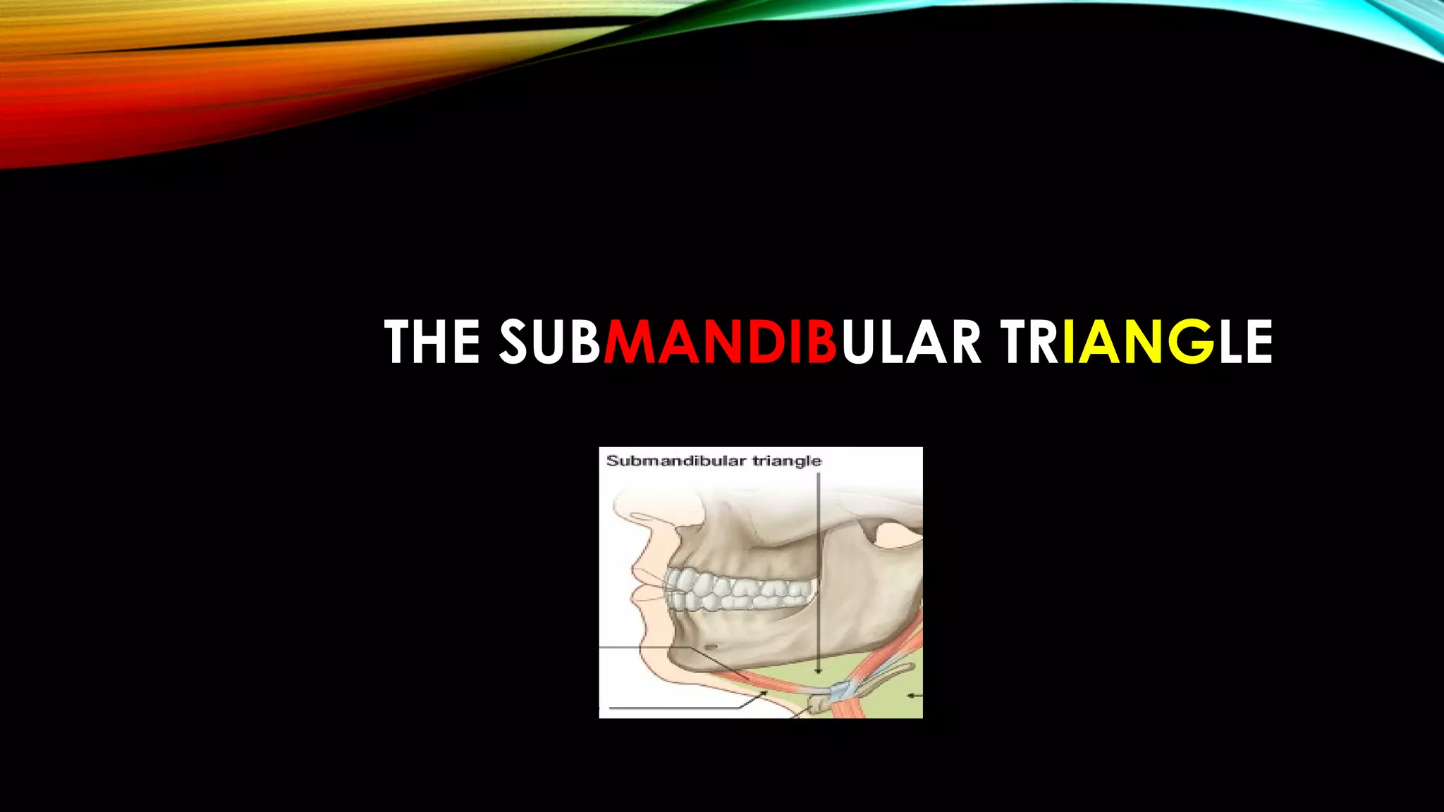 Anterior triangle of the neck | PPT