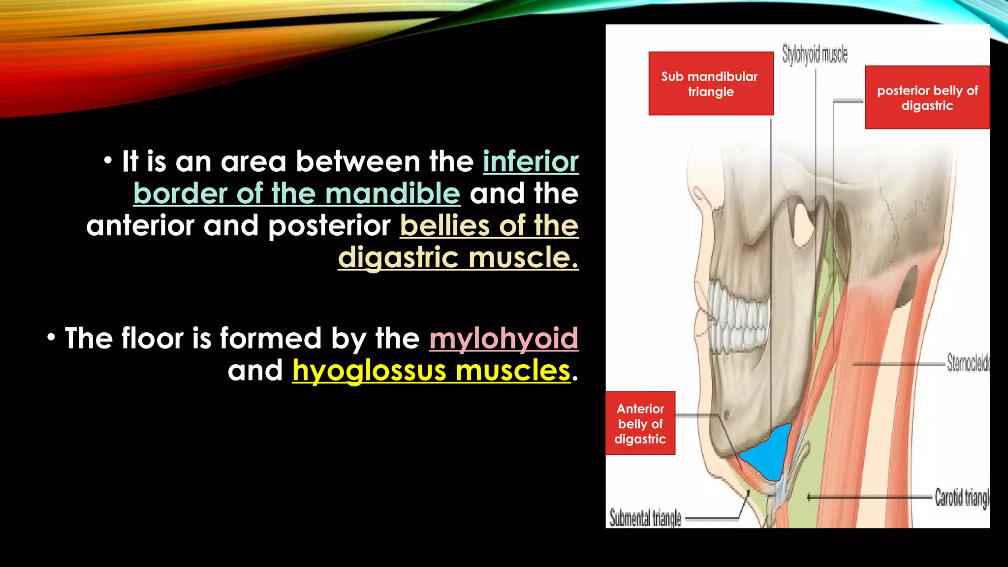 Anterior triangle of the neck | PPT