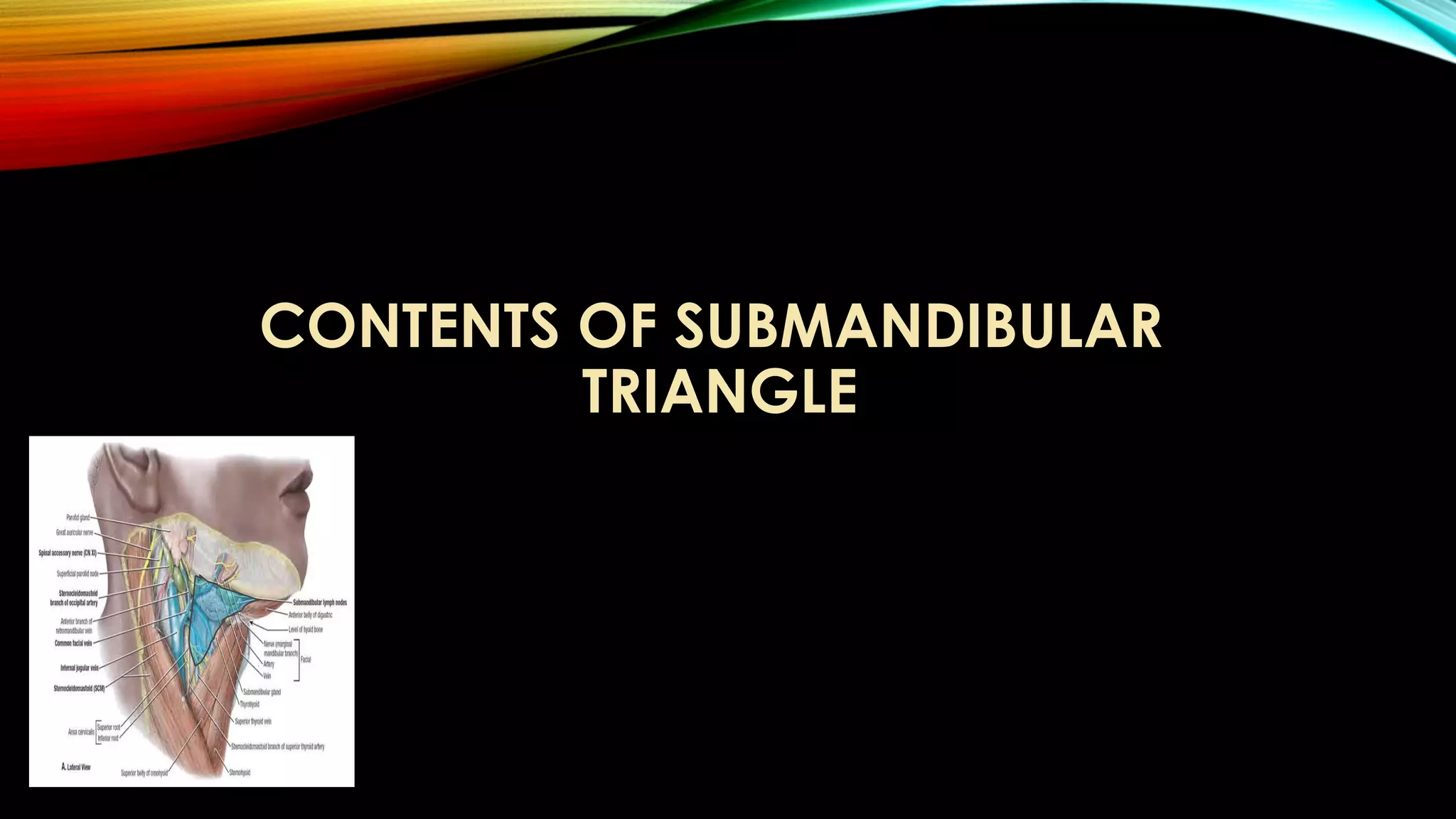 Anterior triangle of the neck | PPT