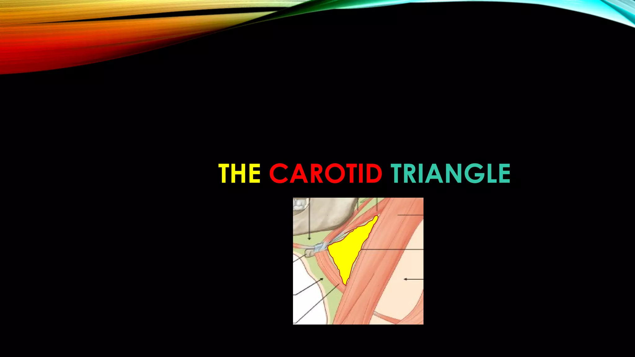 Anterior triangle of the neck | PPT