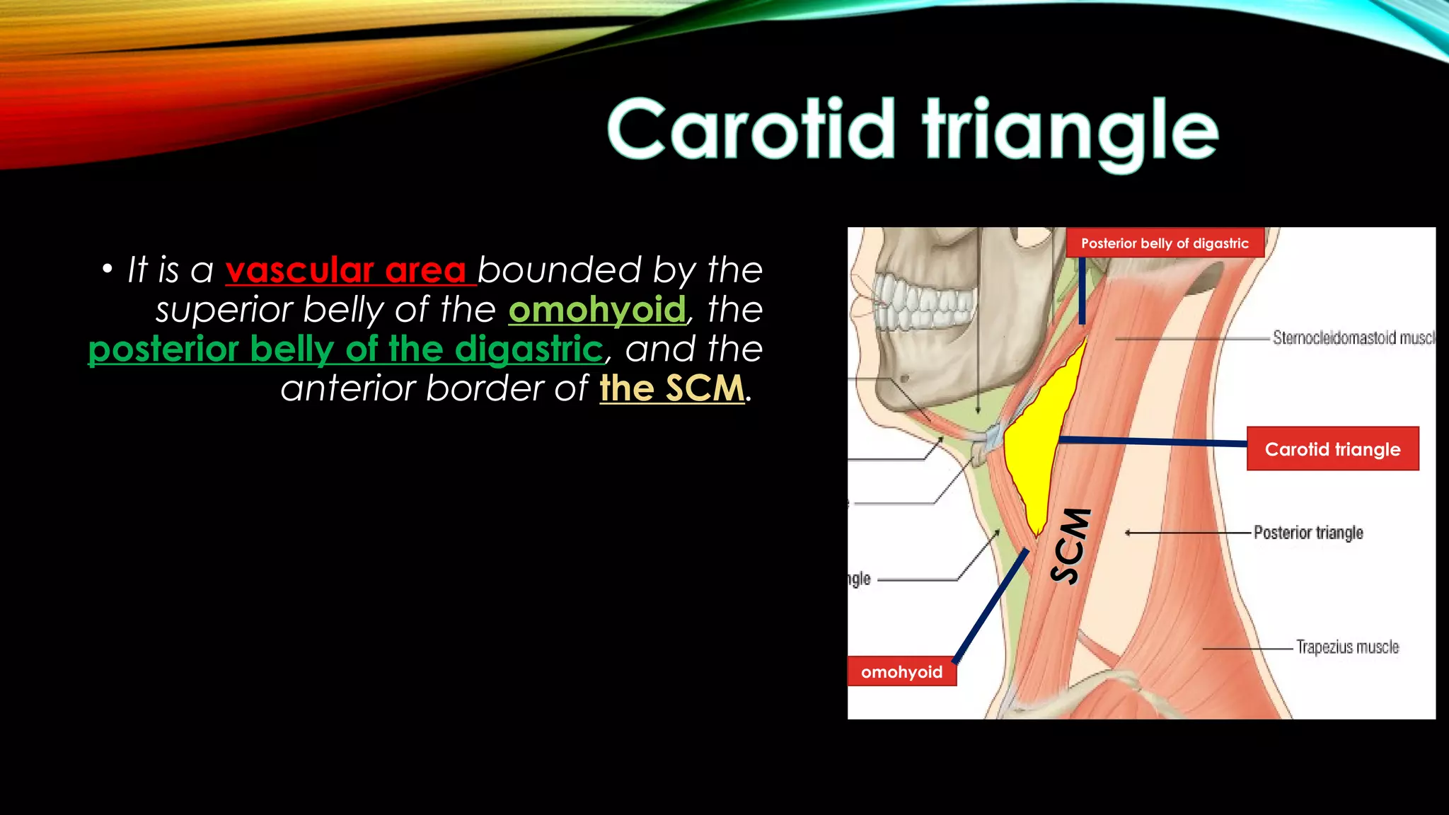 Anterior triangle of the neck | PPT
