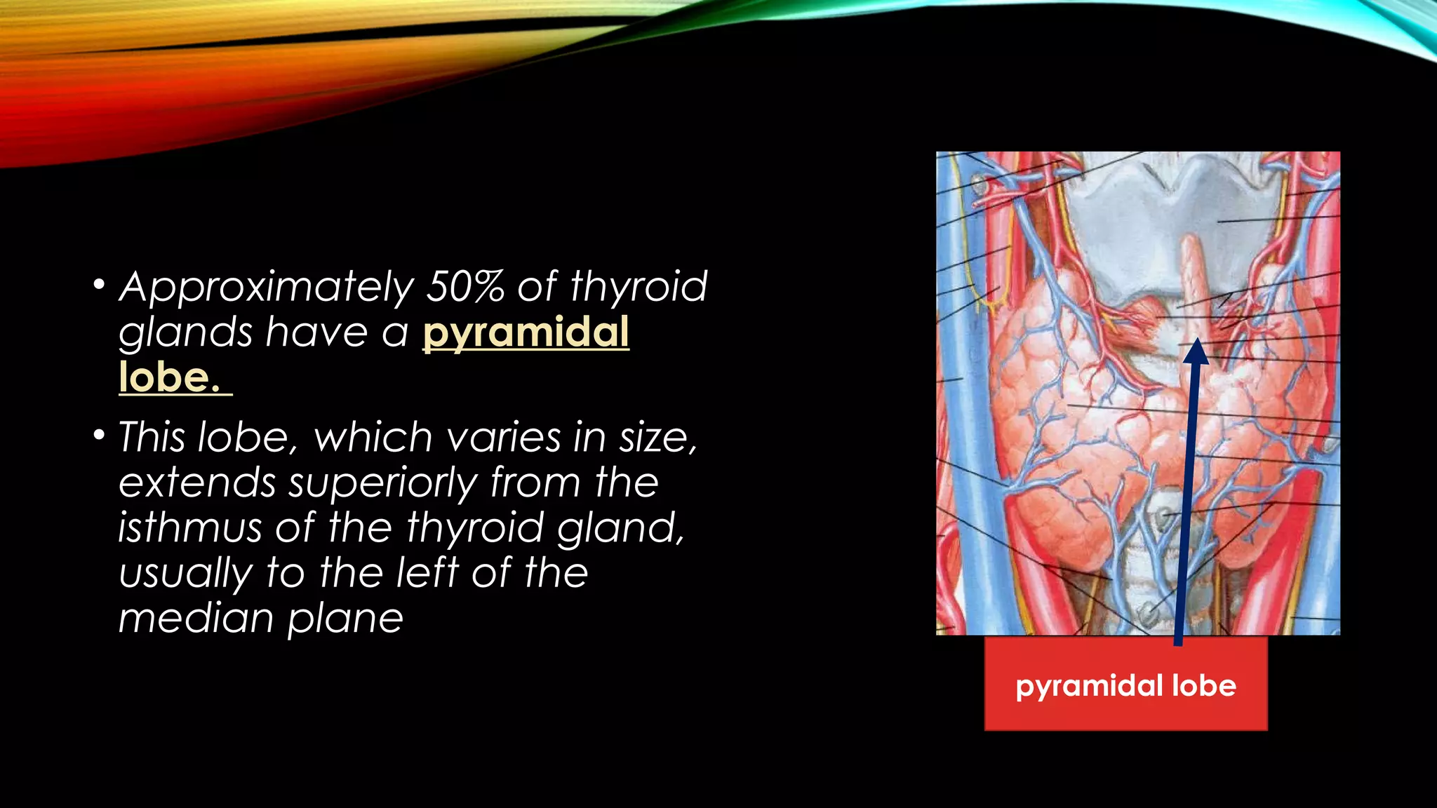 Anterior triangle of the neck | PPT