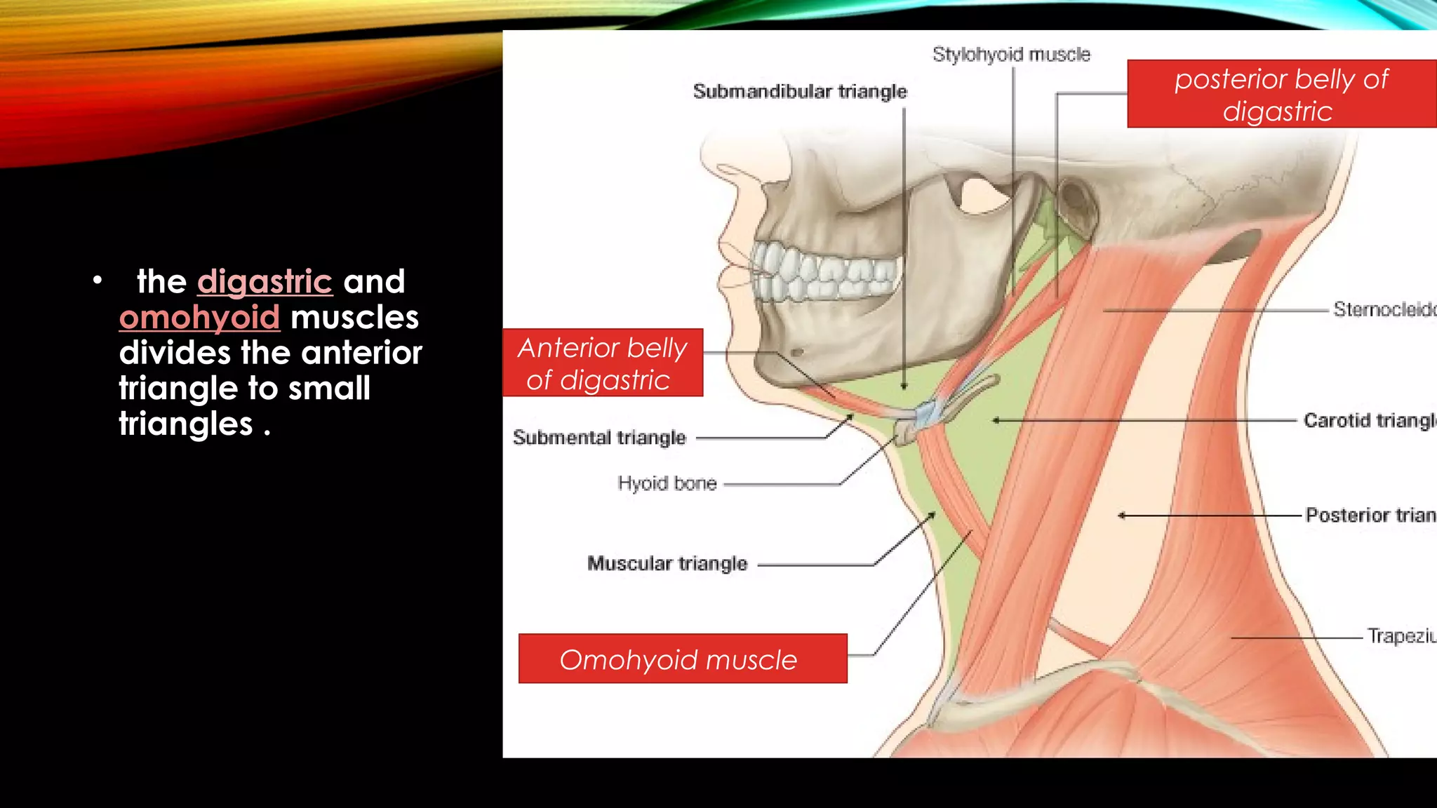 Anterior triangle of the neck | PPT