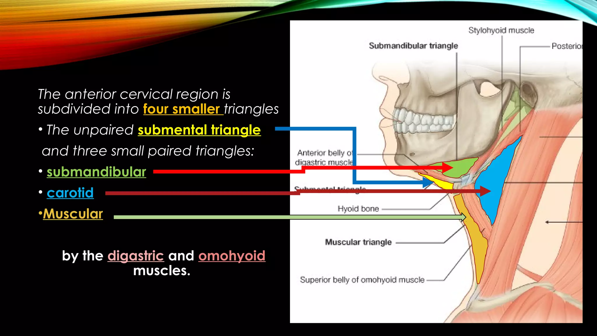 Anterior triangle of the neck | PPT