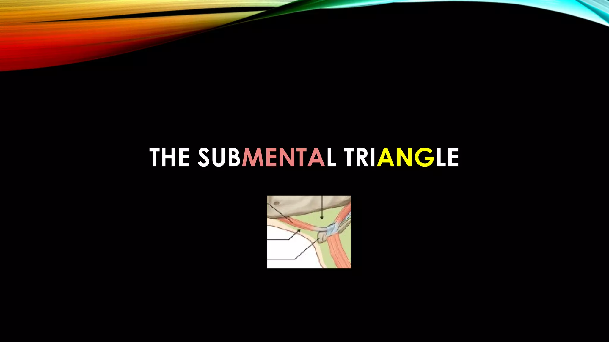 Anterior triangle of the neck | PPT