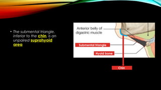 Anterior triangle of the neck | PPT