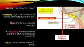Anterior triangle of the neck | PPT