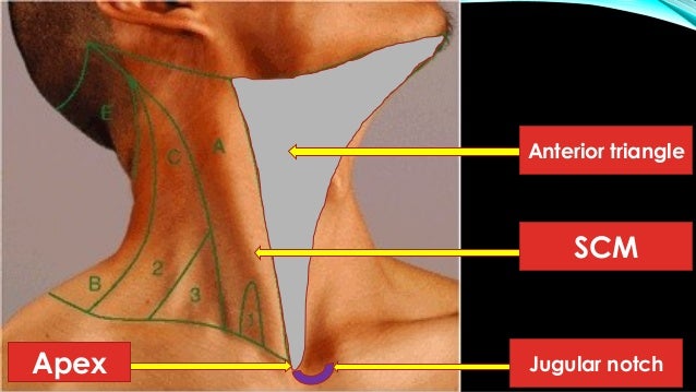 Anterior triangle of the neck