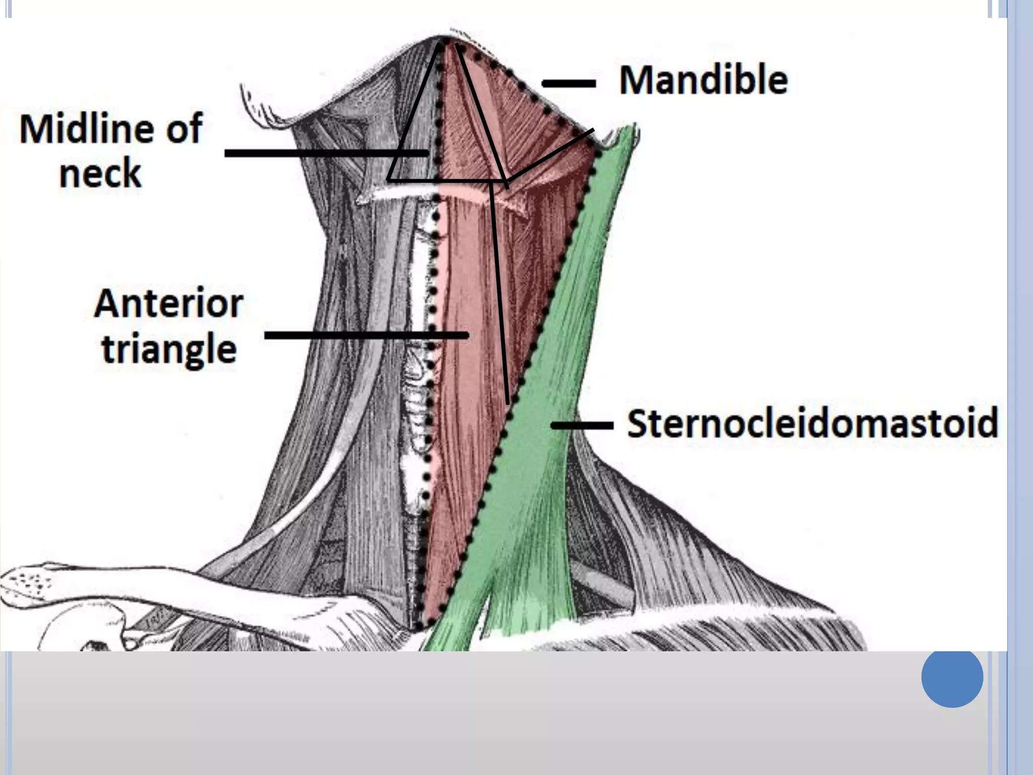 Anterior triangle of neck | PDF