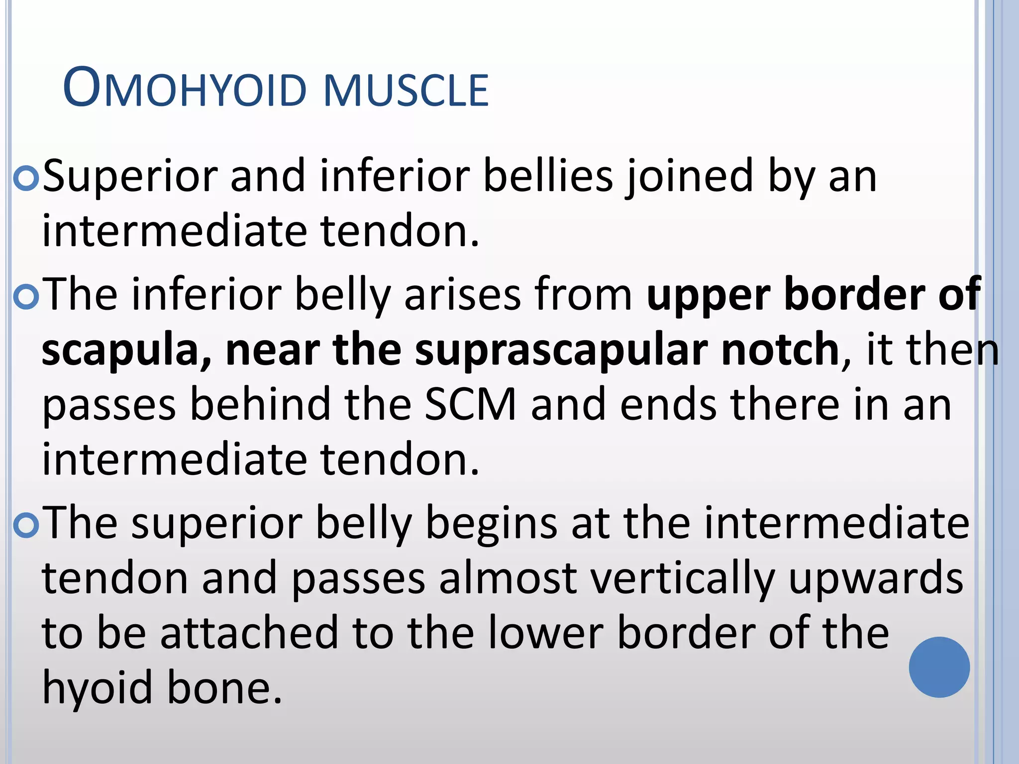 Anterior triangle of neck | PDF
